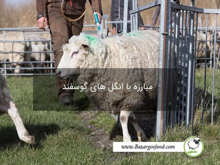 انگل زدایی گوسفند علائم و درمان انگل های داخلی و خارجی گوسفندان