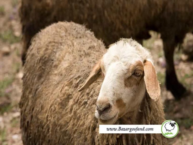 شناخت نژاد گوسفند آصف (Assaf Sheep) - بازار گوسفند